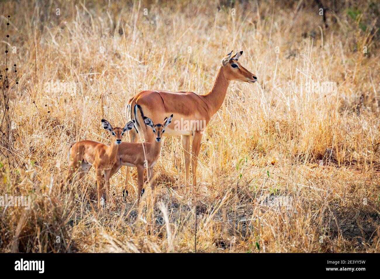 Mother impala hi-res stock photography and images - Alamy