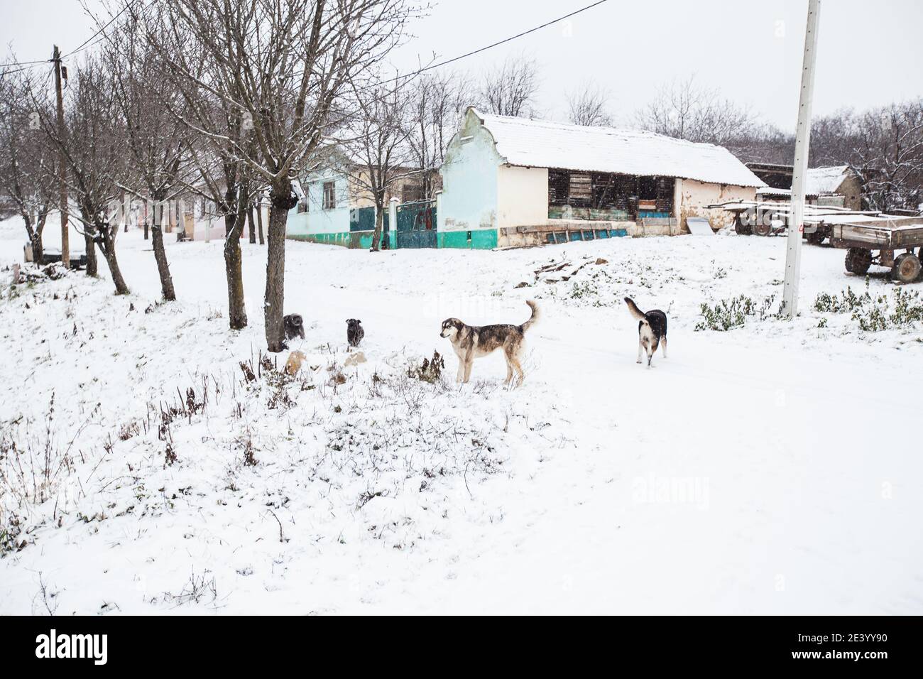 Rural winter landscape of snowy day, village in the Serbia Stock Photo ...