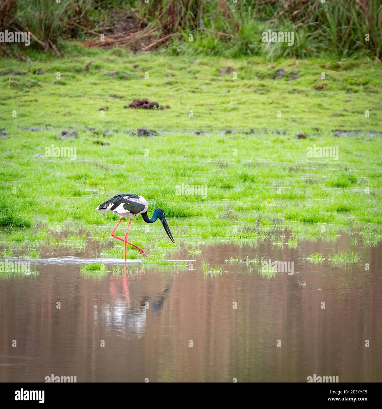Stork hunting hi-res stock photography and images - Alamy