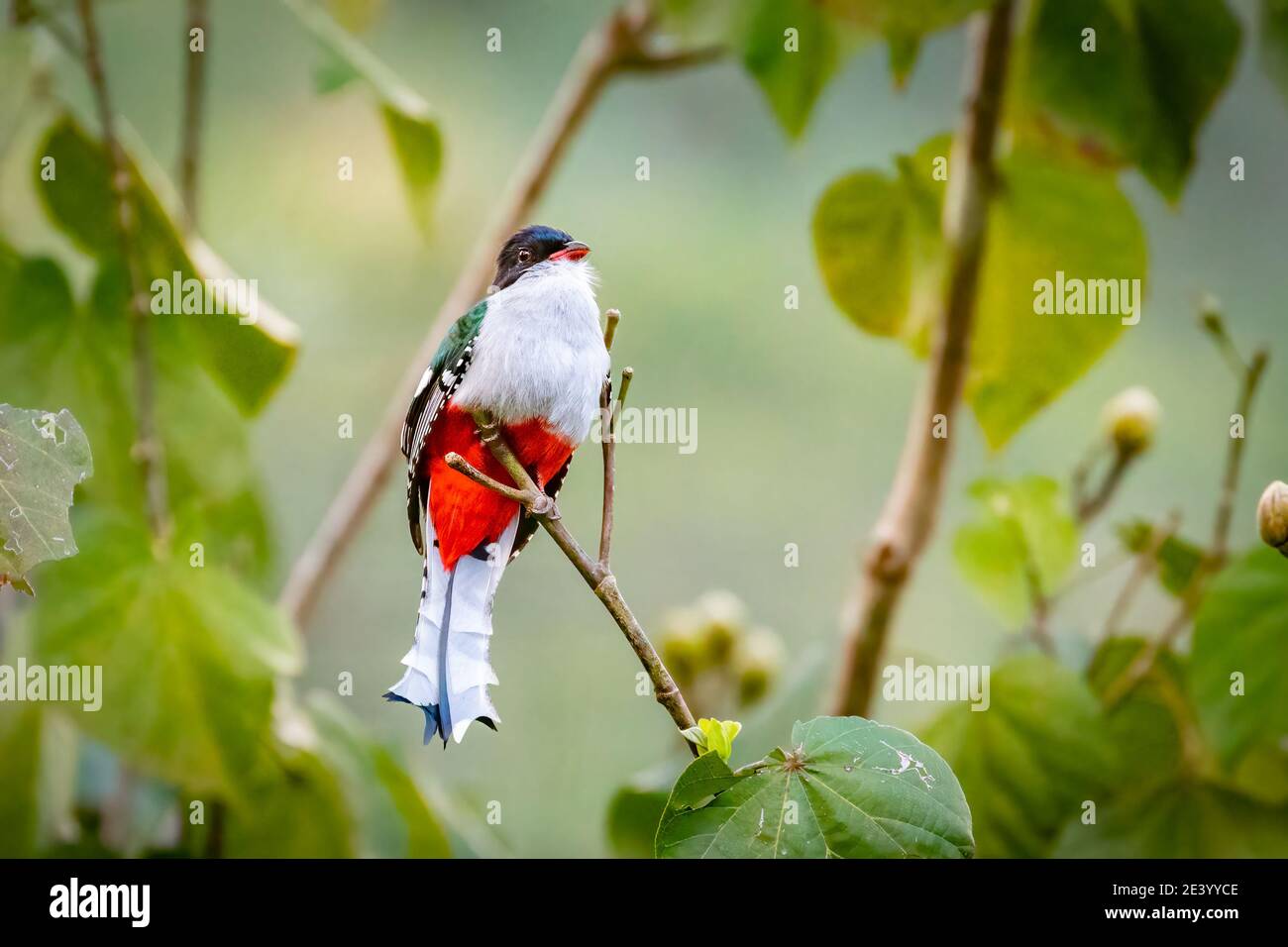 A Cuban trogon Stock Photo - Alamy