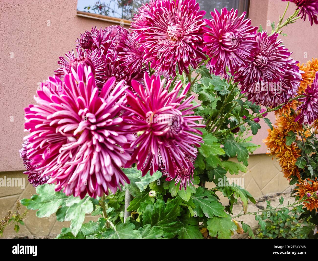 Colorful spring flowers blooming isolated in a garden Stock Photo - Alamy