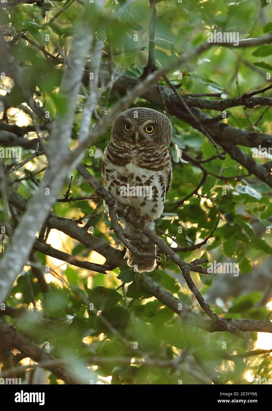Barred owlet hi-res stock photography and images - Alamy
