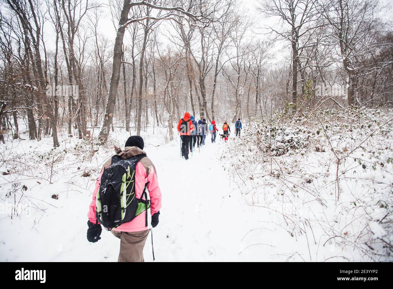 Hikers with backpack hiking on snowy trail. Group of people walking ...