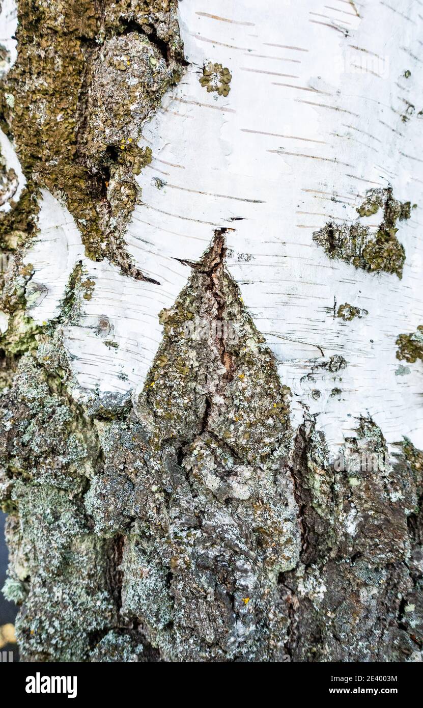 Diamond shape formed naturally in bark of a silver Birch tree Stock ...