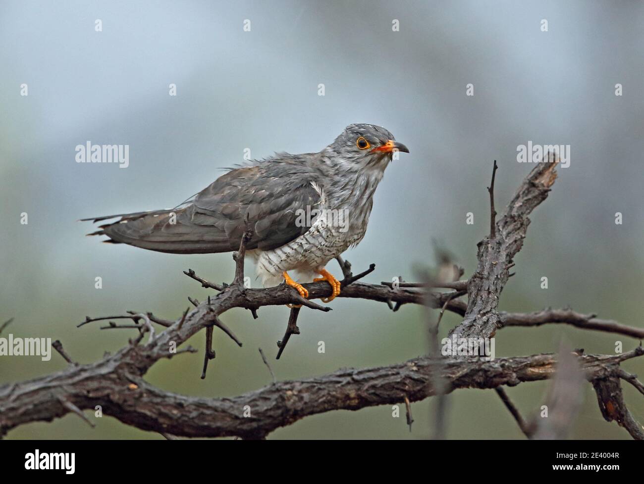 African Cuckoo