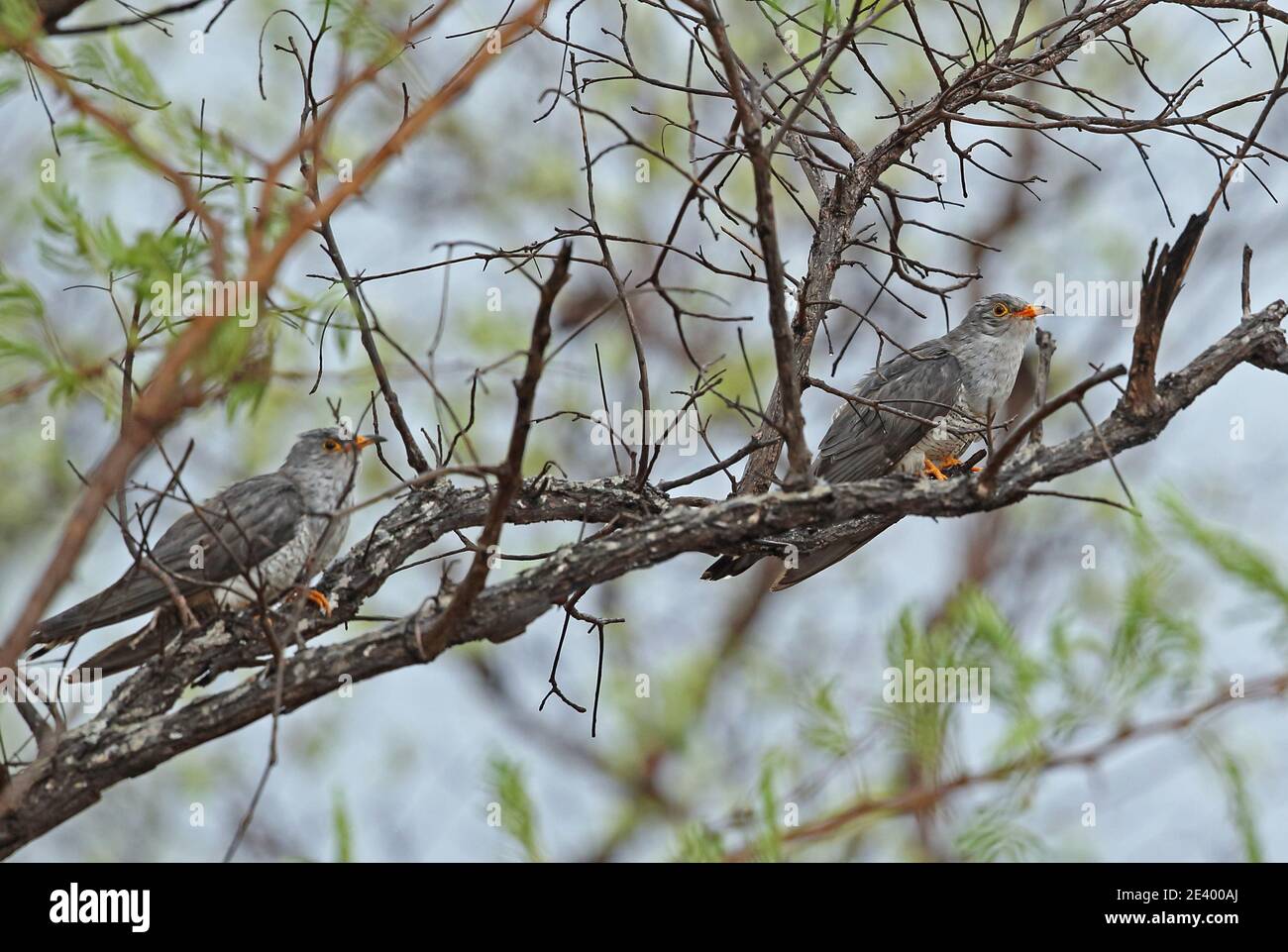 African cuckoo cuculus gularis on hi-res stock photography and images ...