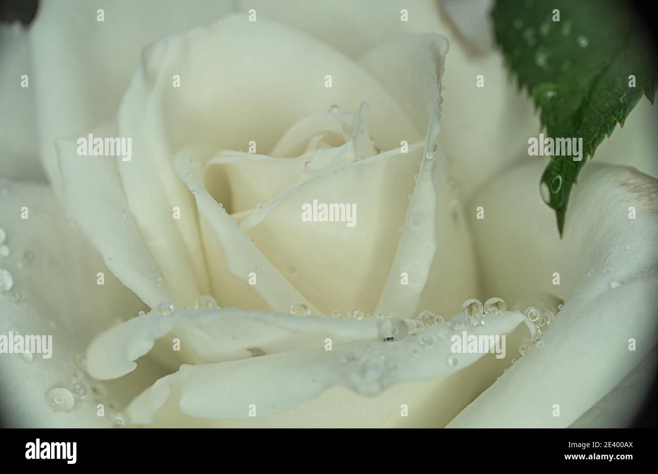 white roses in the garden with raindrops, macro Stock Photo - Alamy