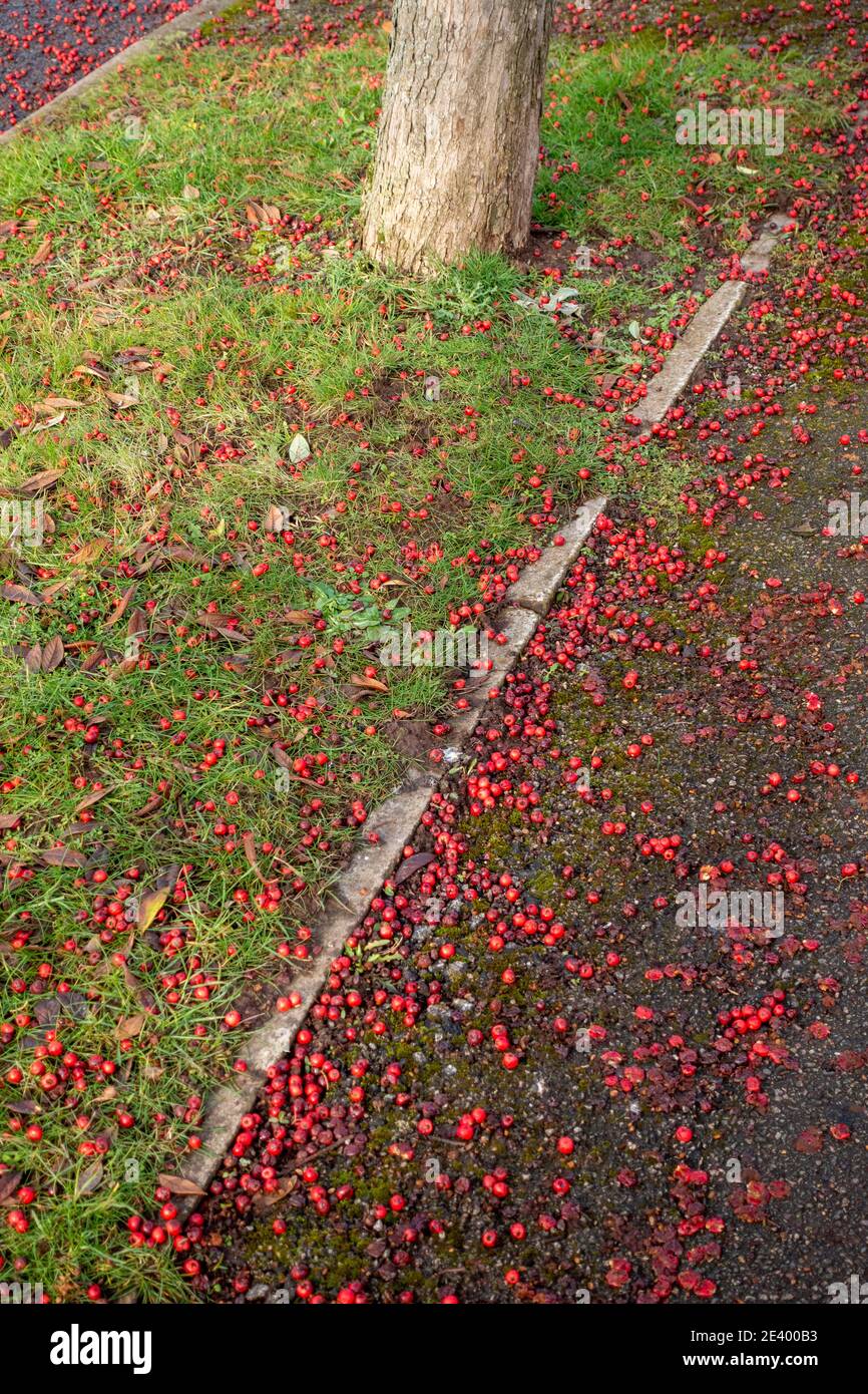 Firethorne hi-res stock photography and images - Alamy