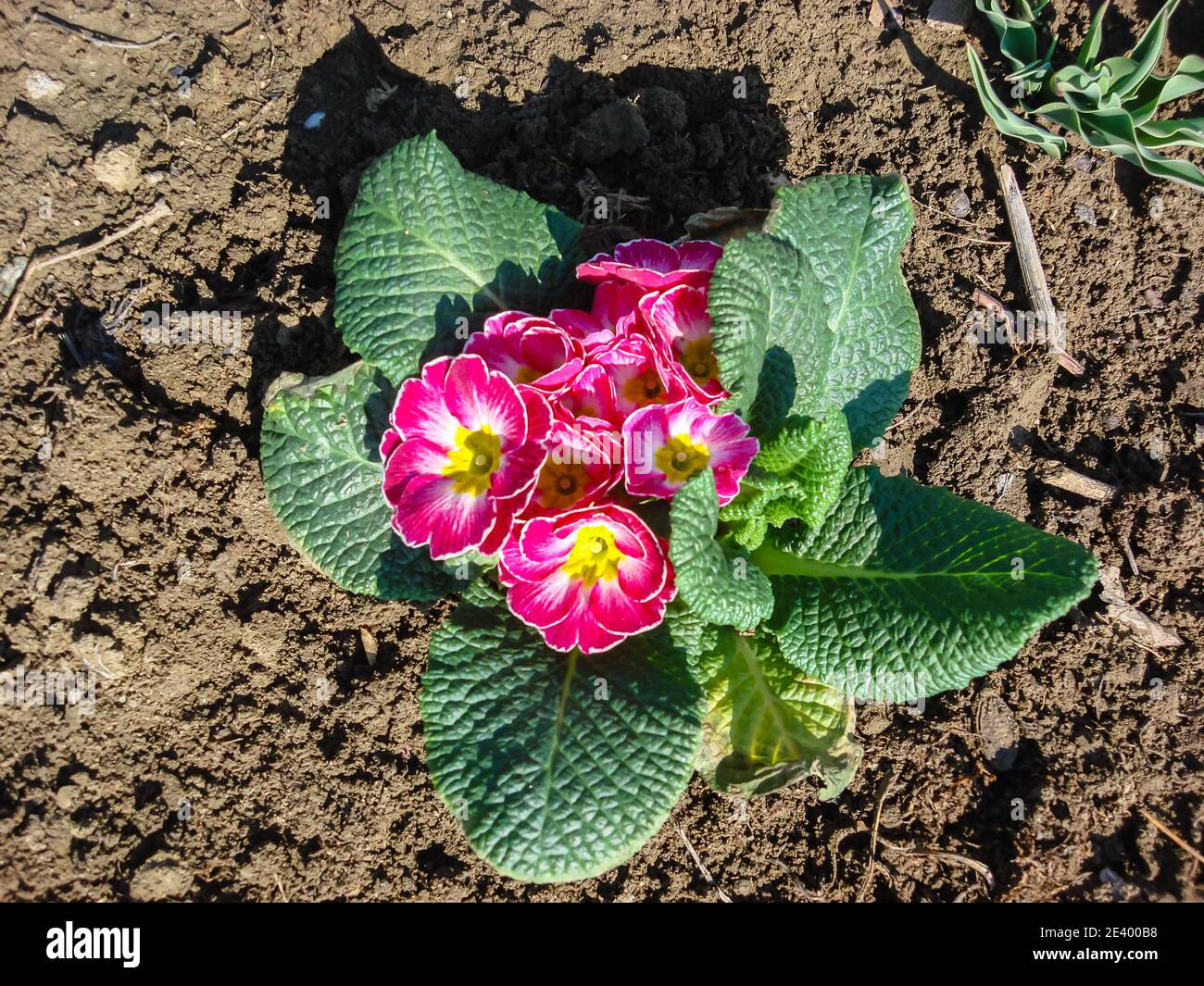 Colorful spring flowers blooming isolated in a garden Stock Photo - Alamy