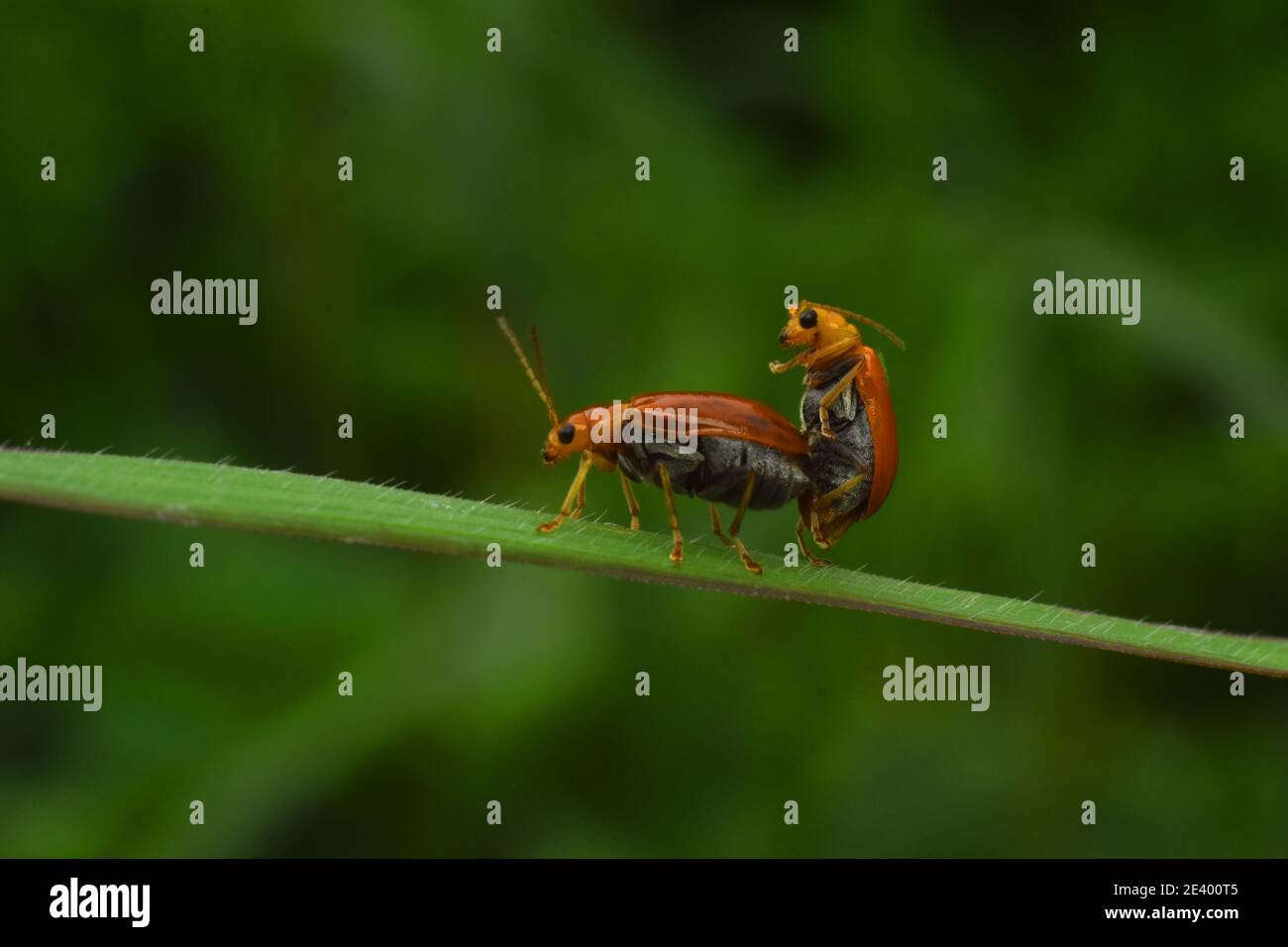 Pumpkin beetles mating on grass Stock Photo - Alamy