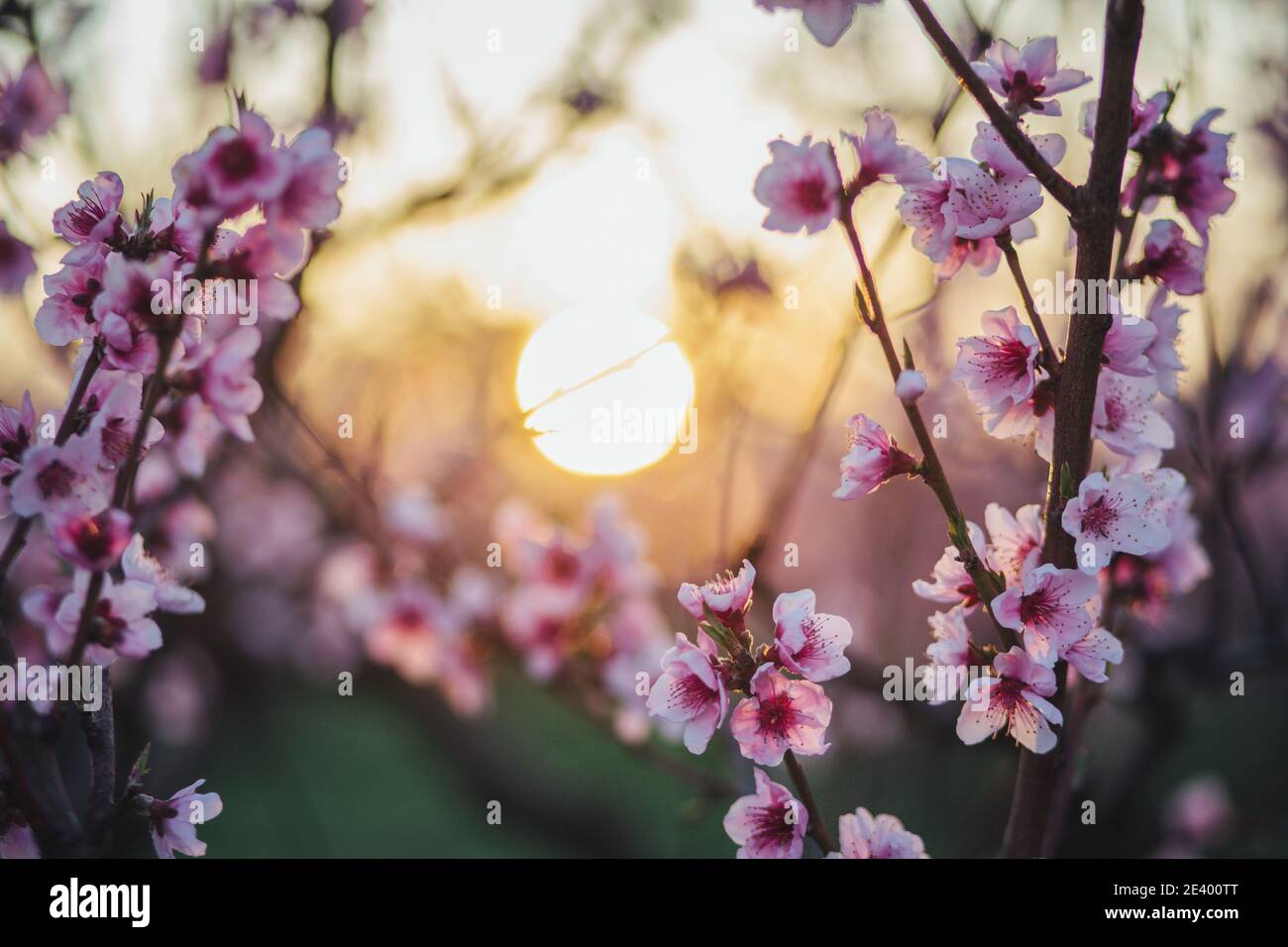 Peach tree at sunset hi-res stock photography and images - Alamy