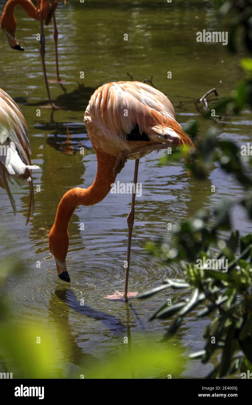 Flamingo pose hi-res stock photography and images - Alamy