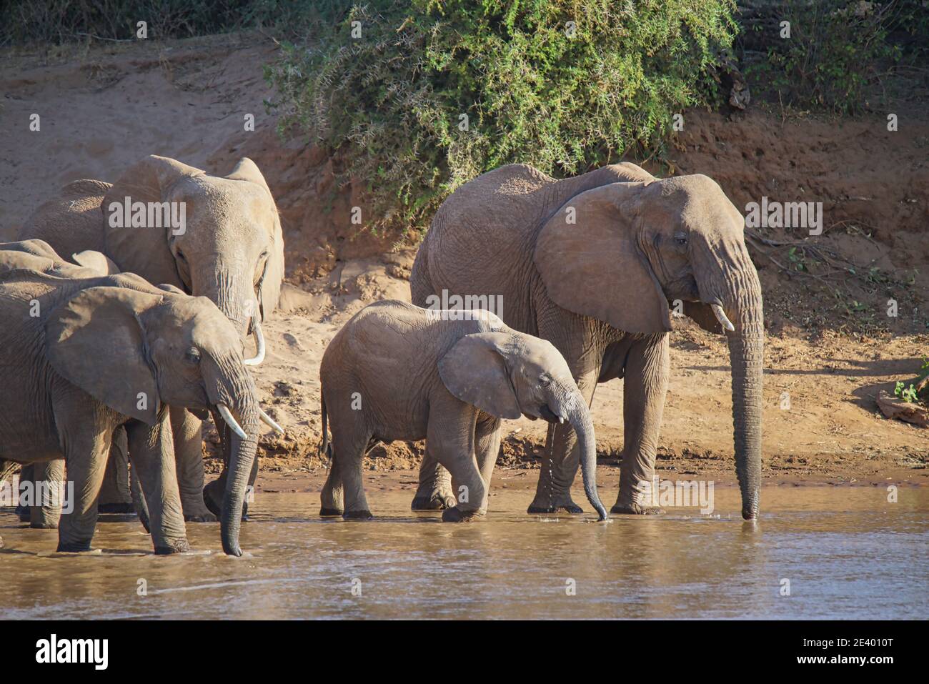 The family of elephants drink water at the river. Large numbers of ...