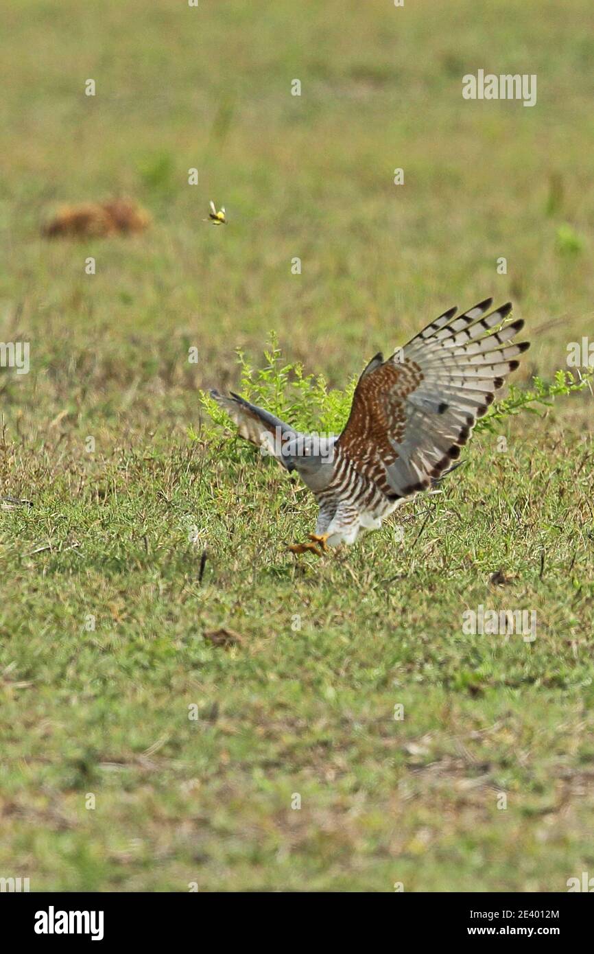 African Cuckoo-hawk (Aviceda cuculoides verreauxii) adult hunting ...