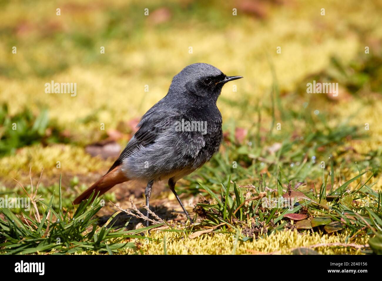 House redstart hi-res stock photography and images - Alamy