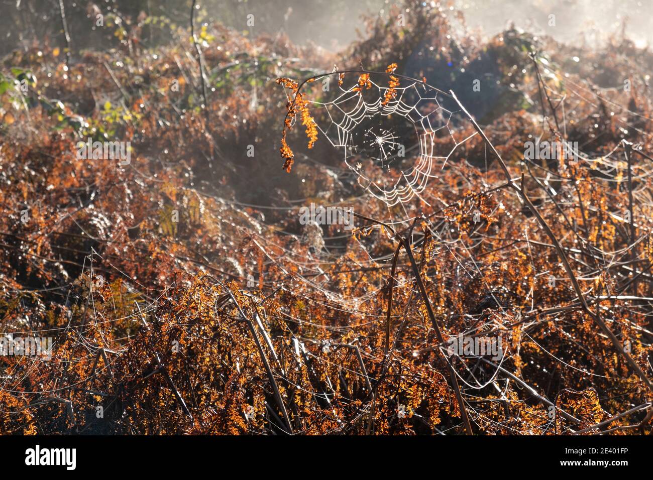 A misty morning near Stroan Bridge n the Galloway Forest. Evidence of ...