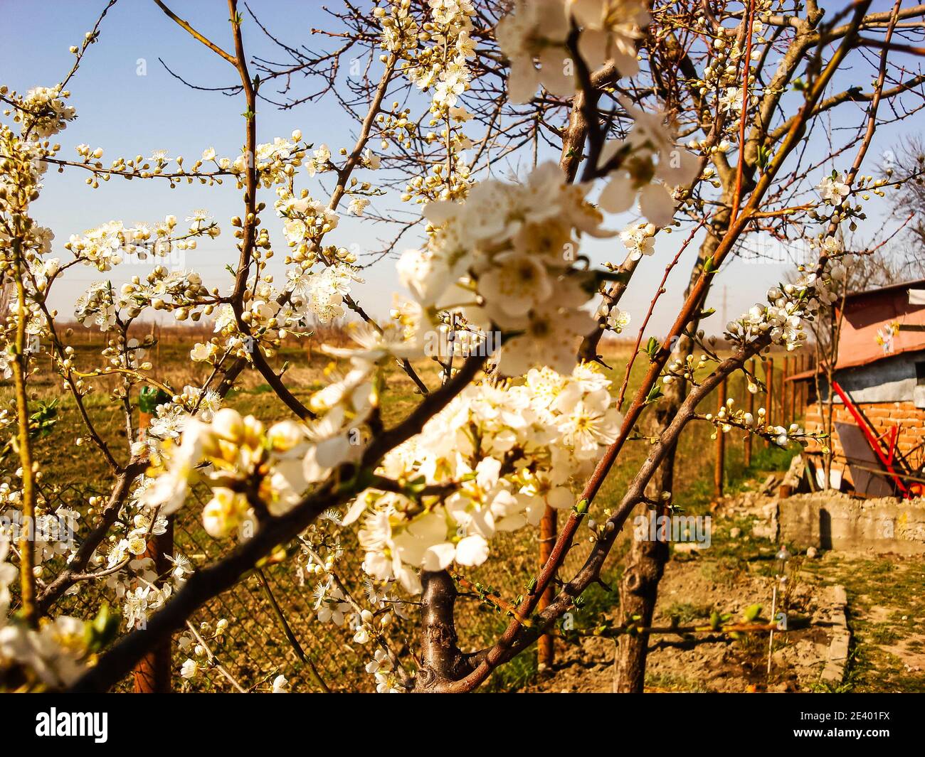 Colorful spring flowers blooming isolated in a garden Stock Photo - Alamy