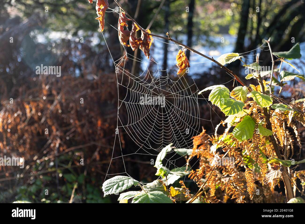 Spiders web on the Southern Upland Way long distance path Galloway ...