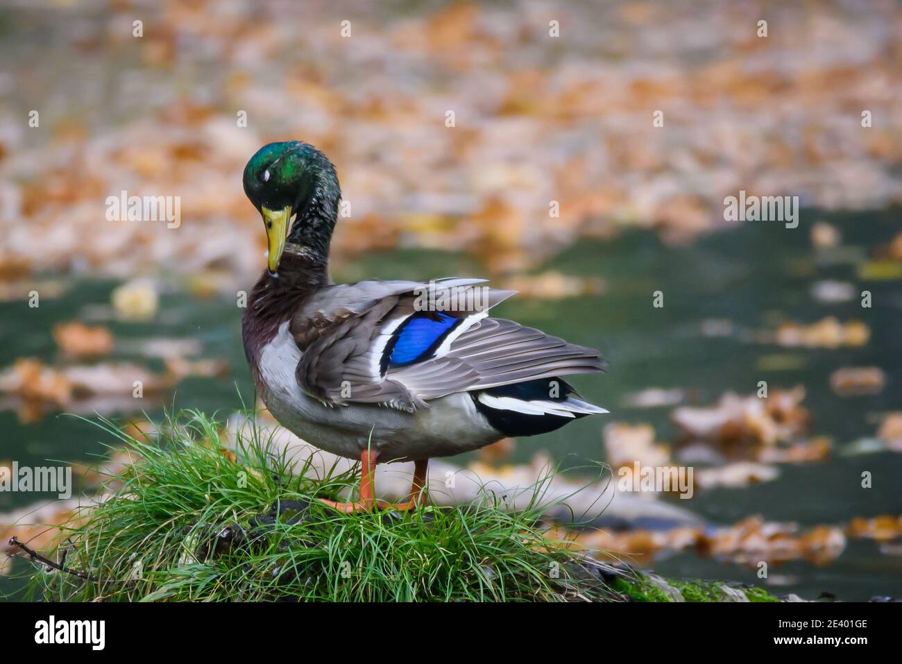 Selective focus photo. Mallard duck on fallen tree Stock Photo - Alamy