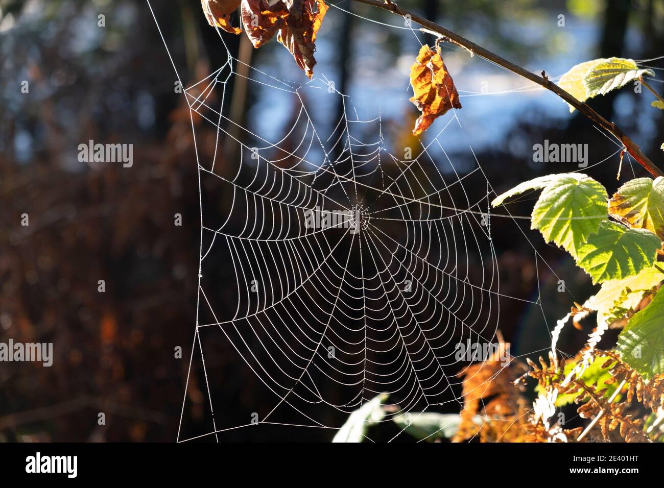 Spiders web on the Southern Upland Way long distance path Galloway ...