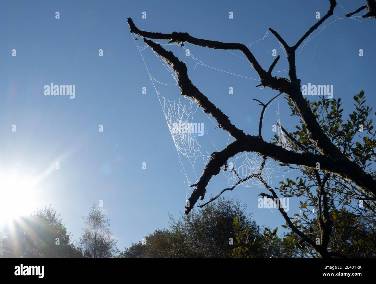 Spiders web caught in the sunshine on a misty morning on the Southern ...
