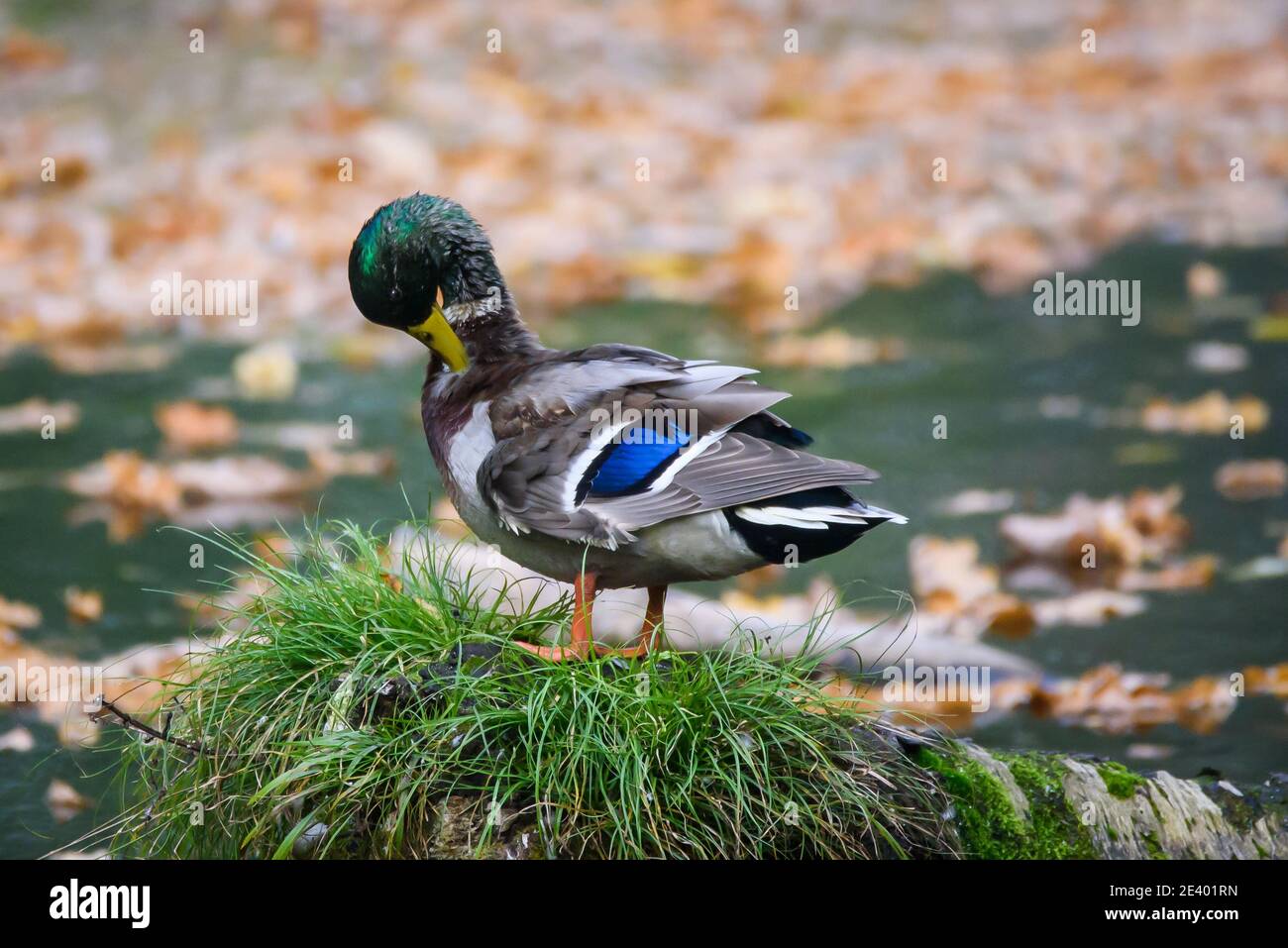 Selective focus photo. Mallard duck on fallen tree Stock Photo - Alamy