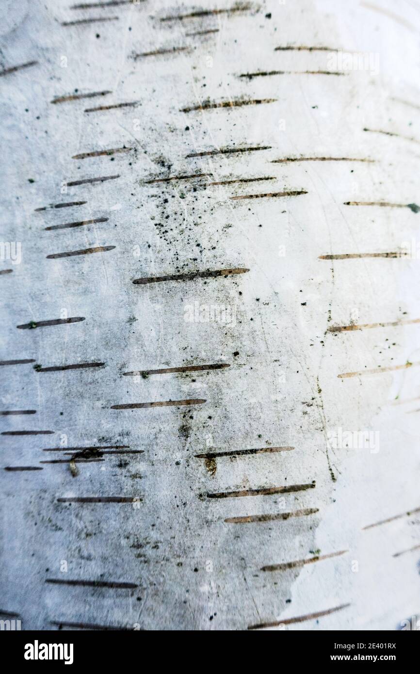 Sliver bark hi-res stock photography and images - Alamy