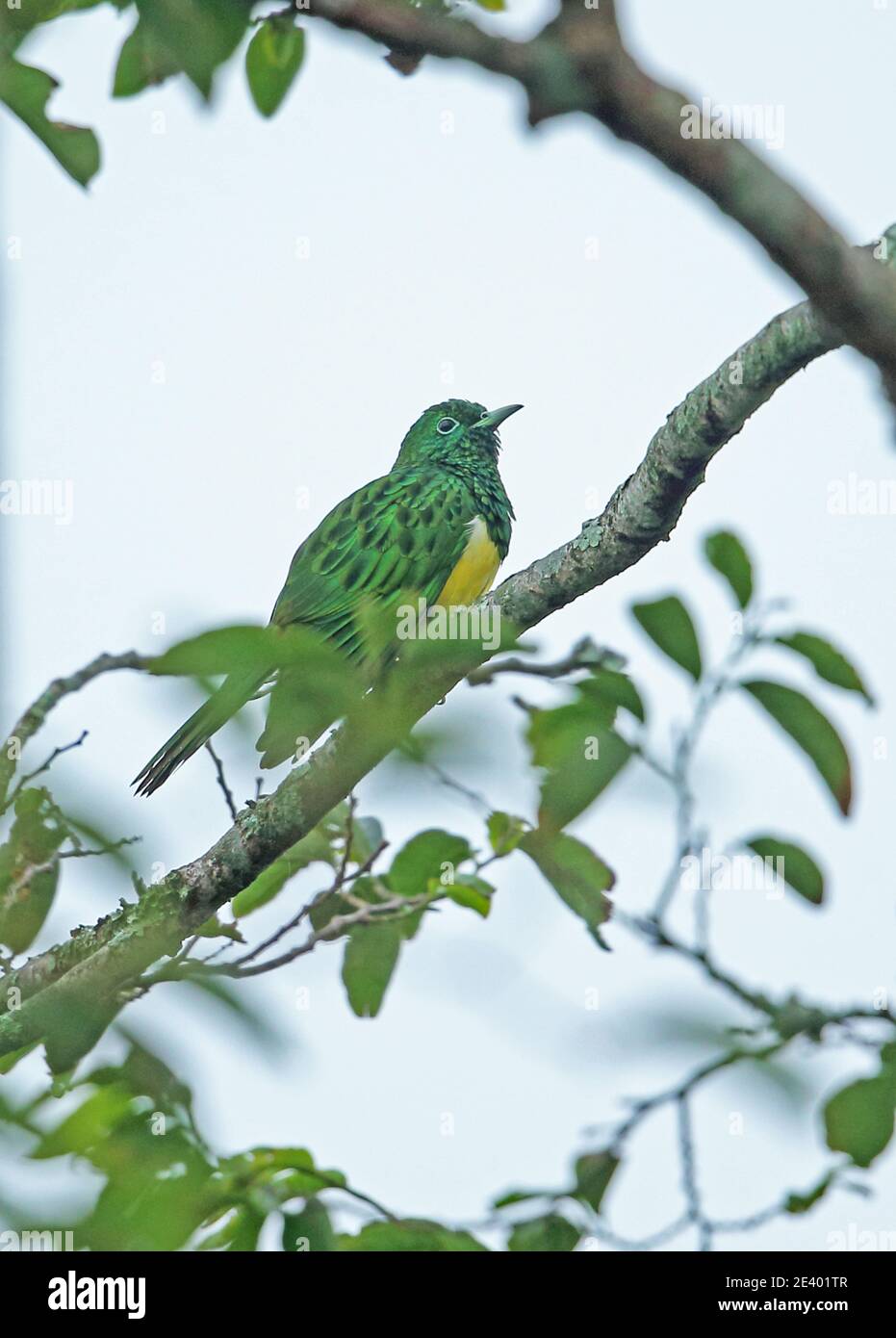 African emerald cuckoo hi-res stock photography and images - Alamy