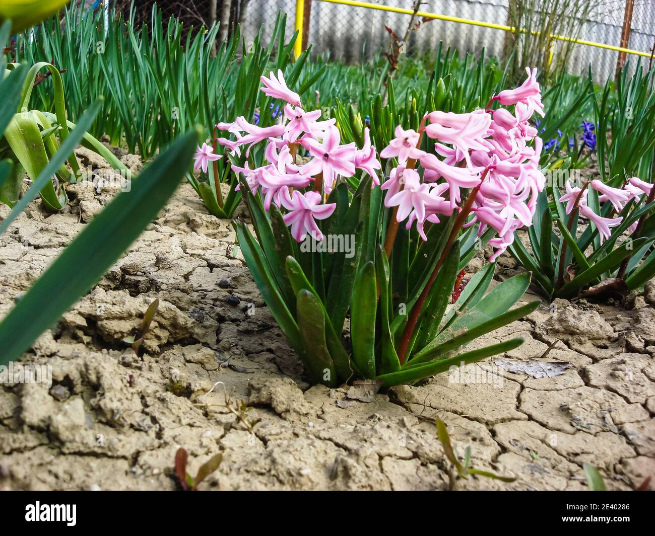 Colorful spring flowers blooming isolated in a garden Stock Photo - Alamy