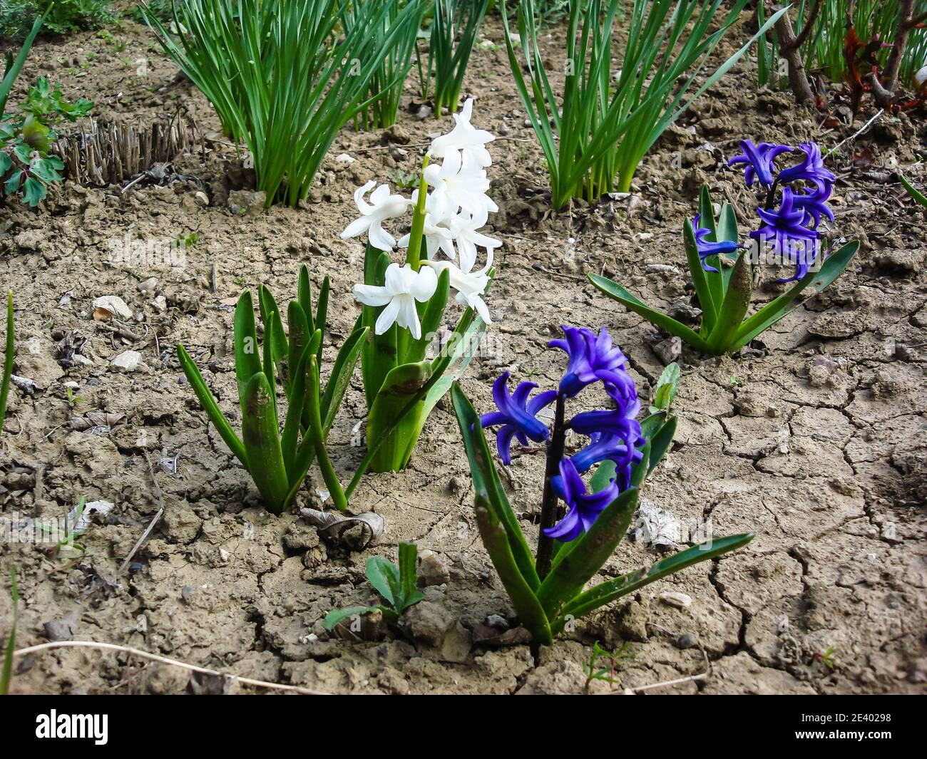 Colorful spring flowers blooming isolated in a garden Stock Photo - Alamy