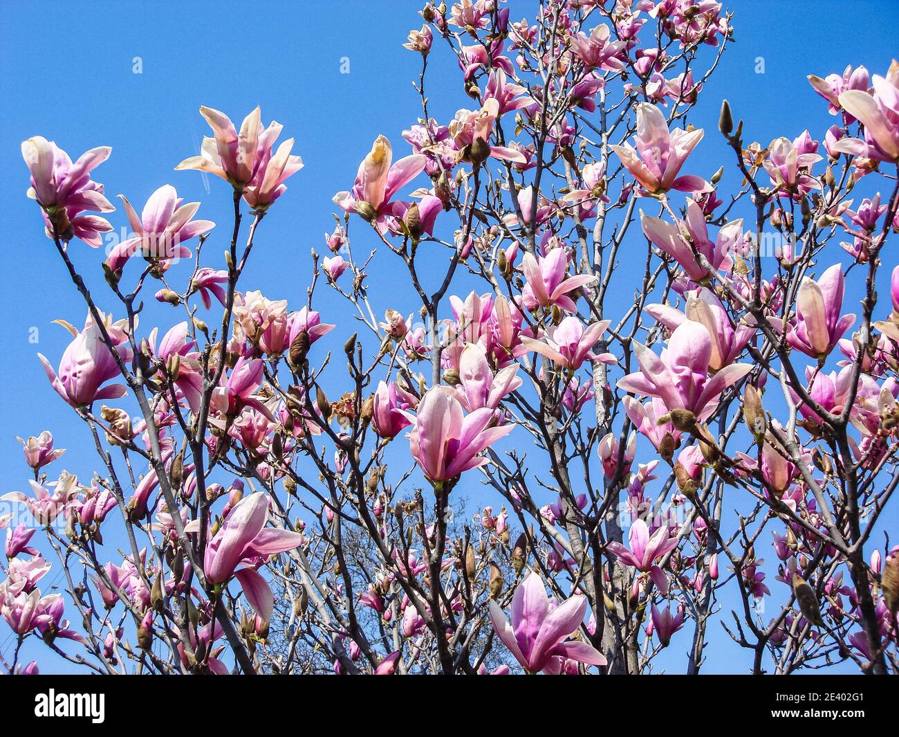 Colorful spring flowers blooming isolated in a garden Stock Photo - Alamy
