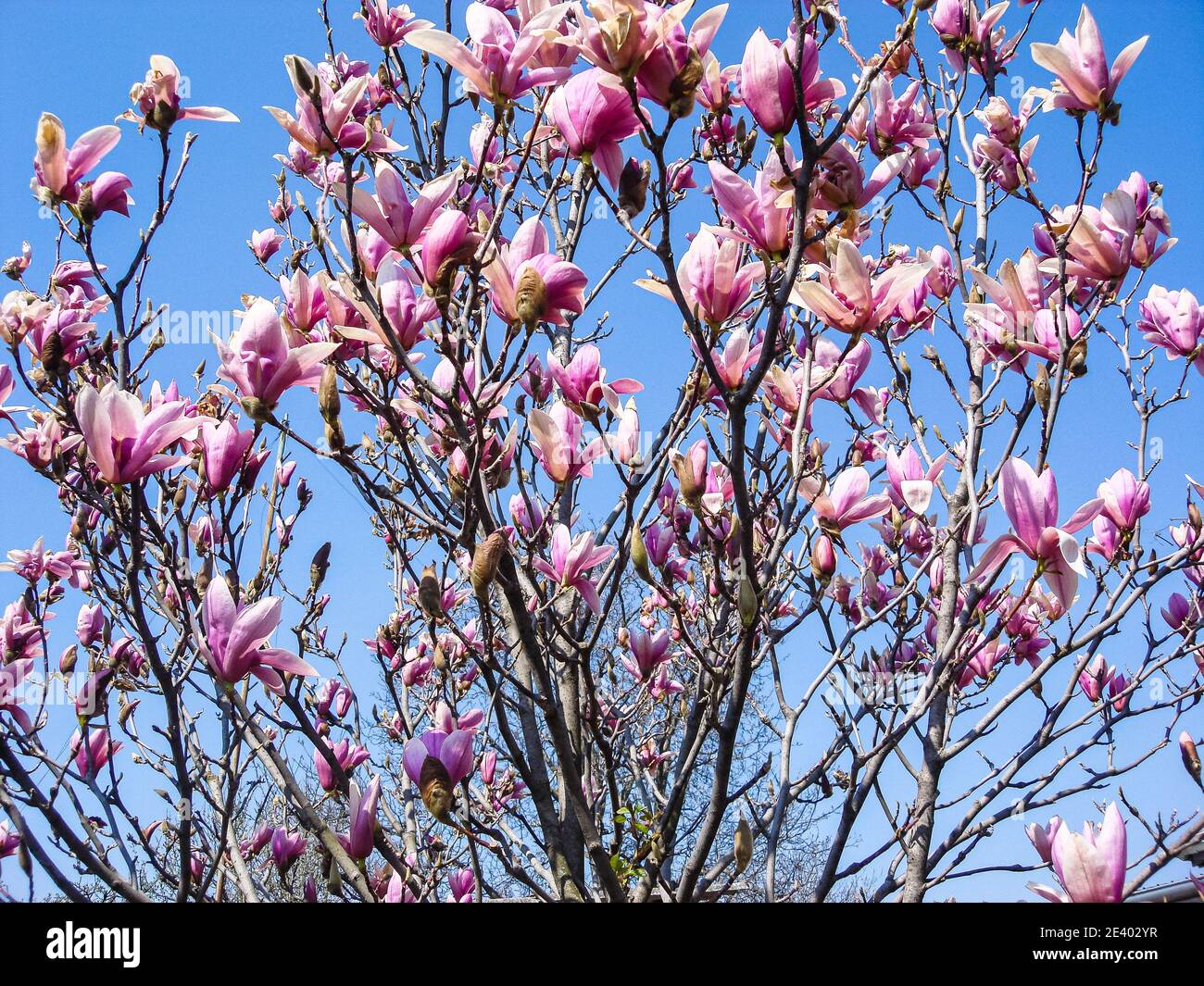 Colorful spring flowers blooming isolated in a garden Stock Photo - Alamy