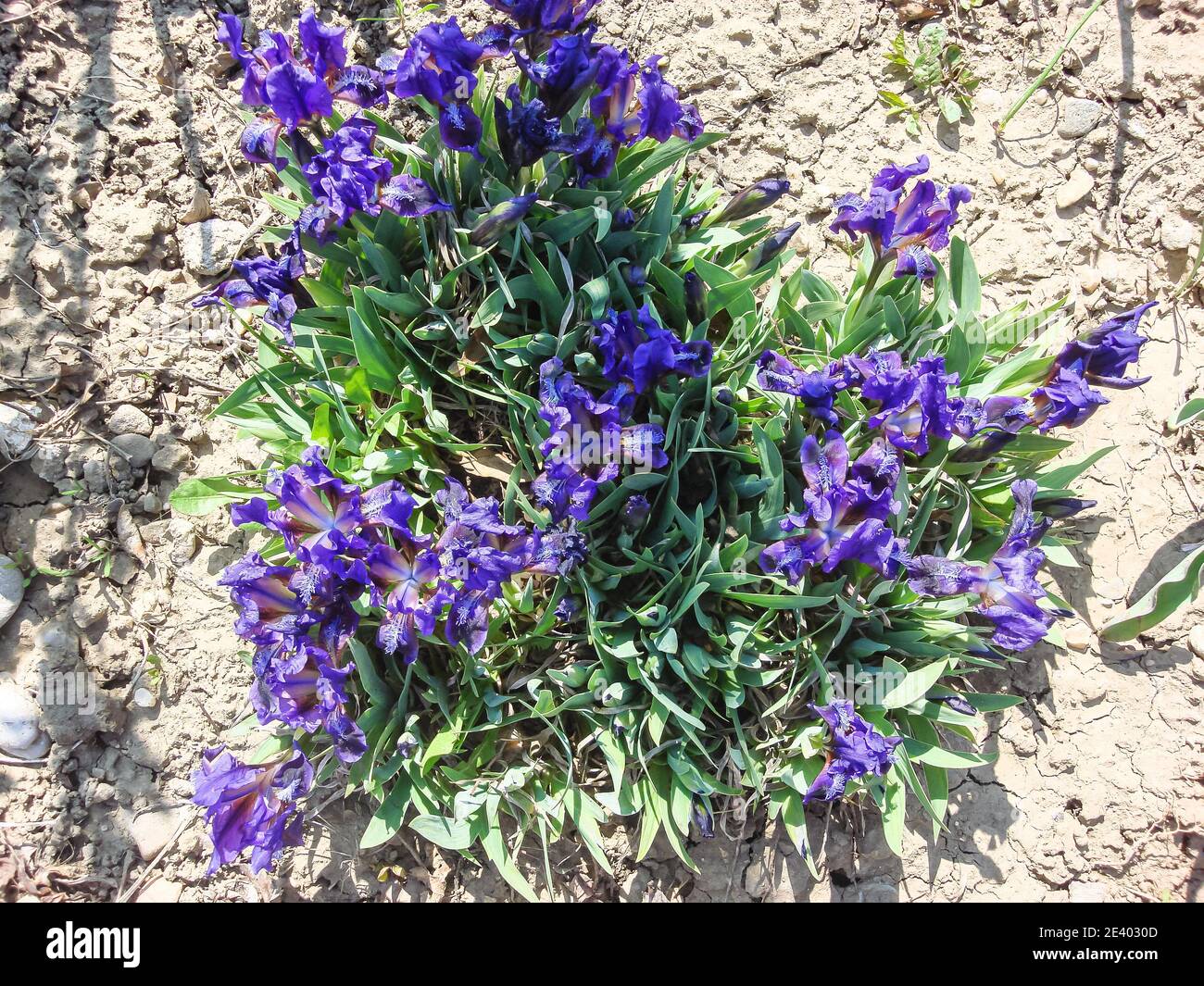 Colorful spring flowers blooming isolated in a garden Stock Photo - Alamy