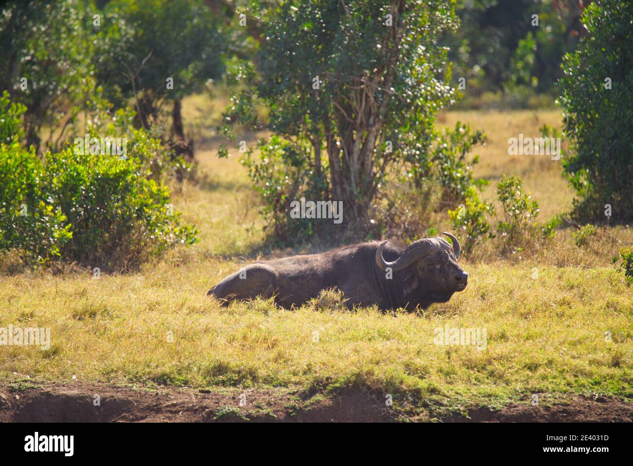 Large bull lying down in hi-res stock photography and images - Alamy