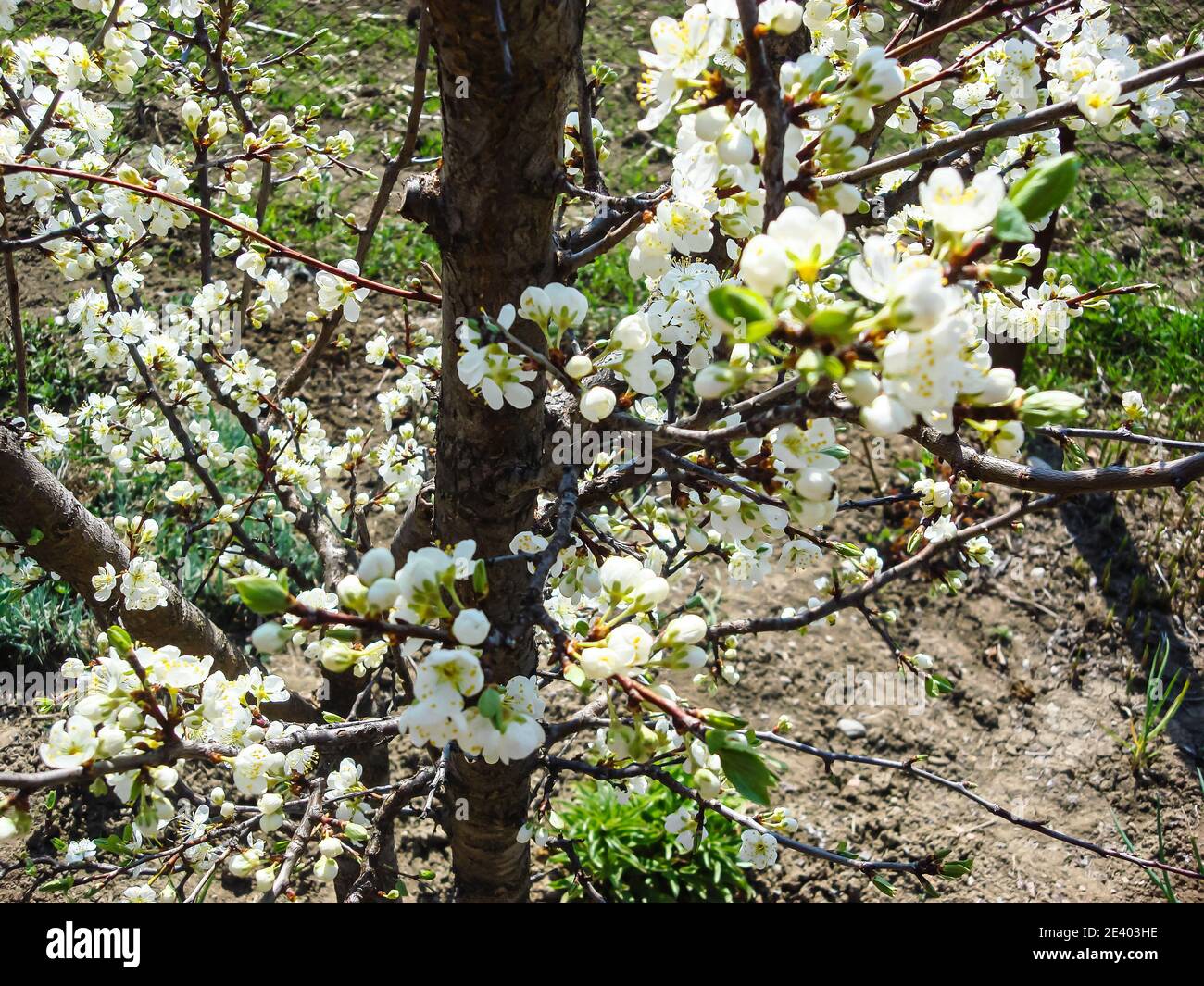 Colorful spring flowers blooming isolated in a garden Stock Photo - Alamy