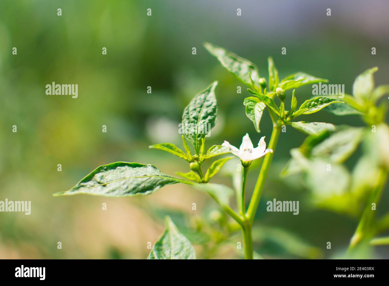 Close-up of chilli leaves and chilli flower. They were planted on the ...