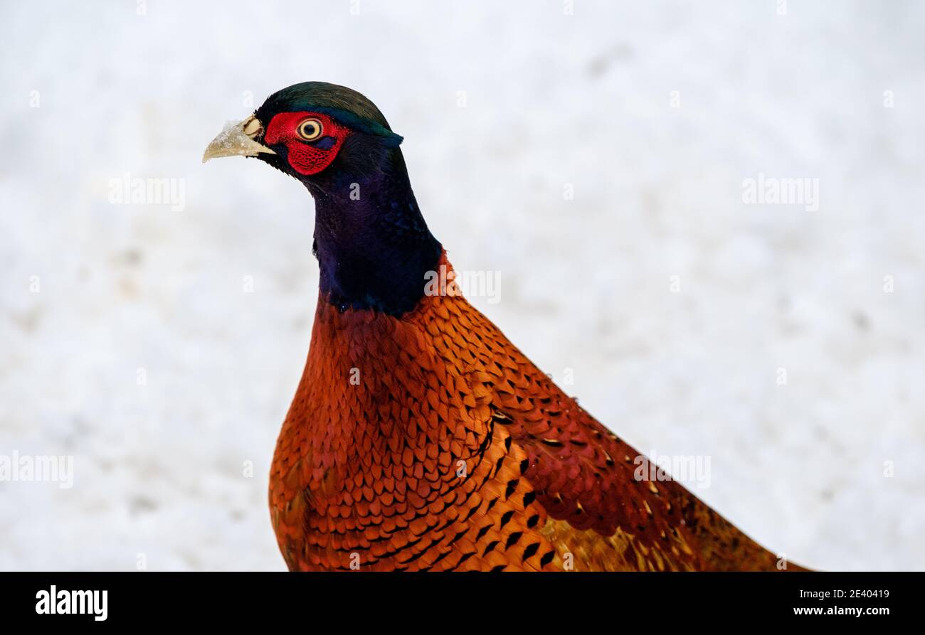 One of Scotland's most colourful native birds, the male pheasant ...