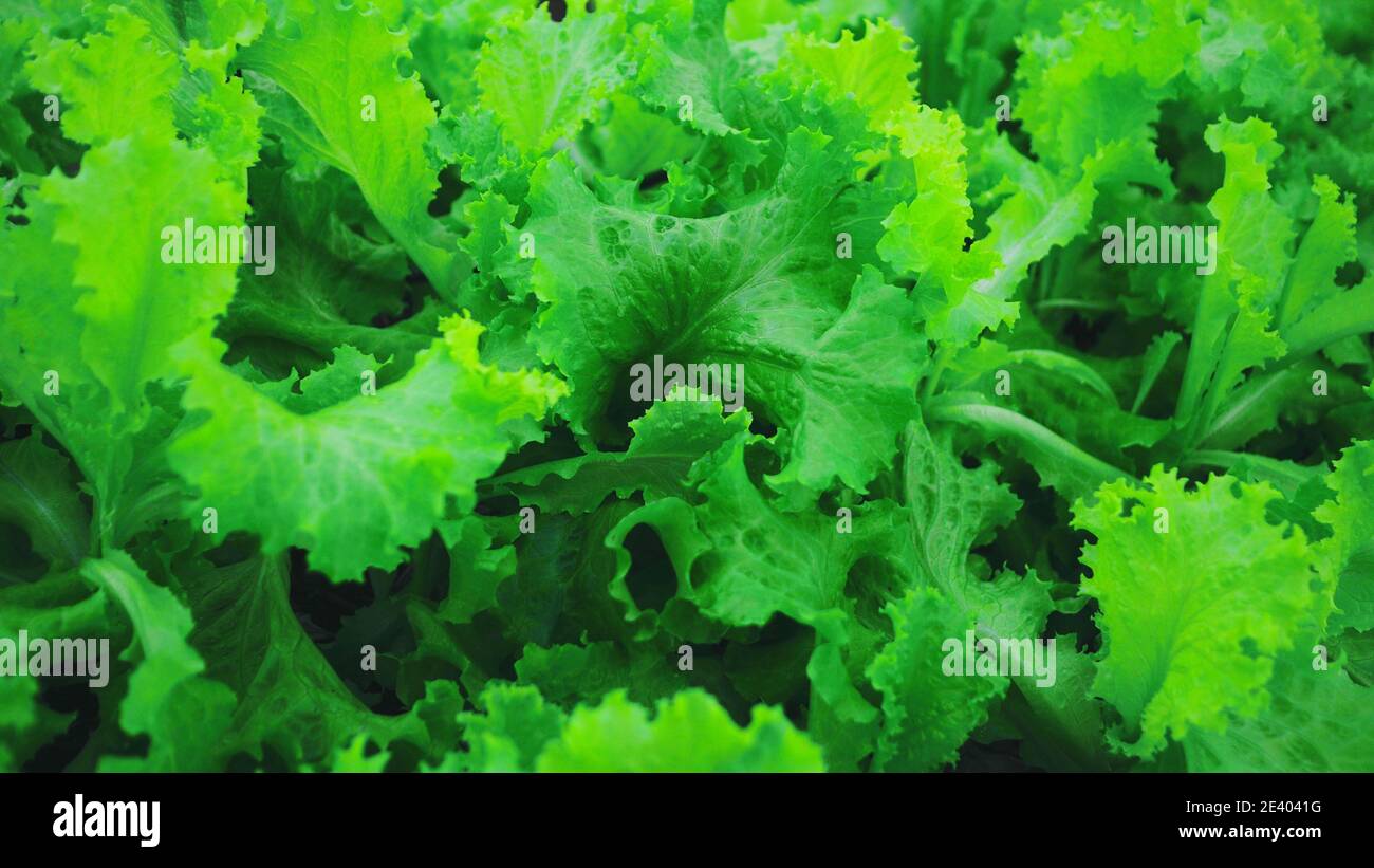 full green nature beautiful photo Stock Photo - Alamy