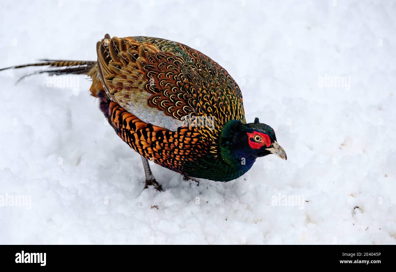 One of Scotland's most colourful native birds, the male pheasant ...