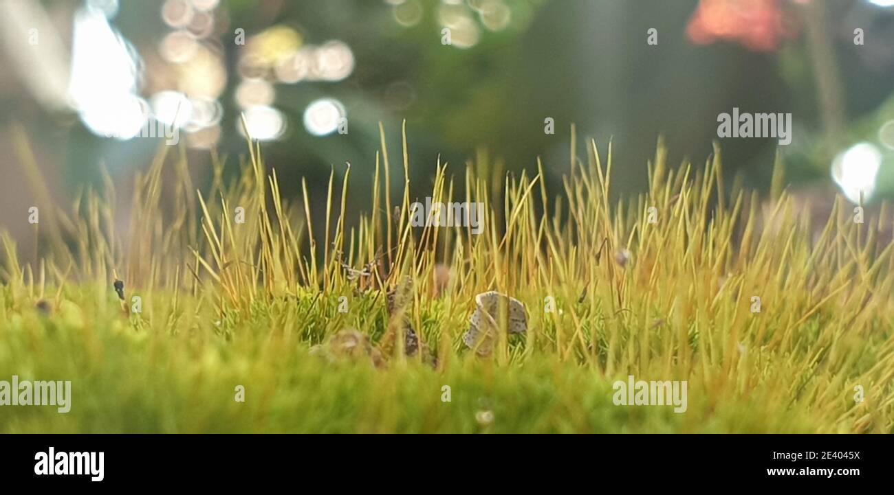 green grass nature beautiful photo Stock Photo - Alamy