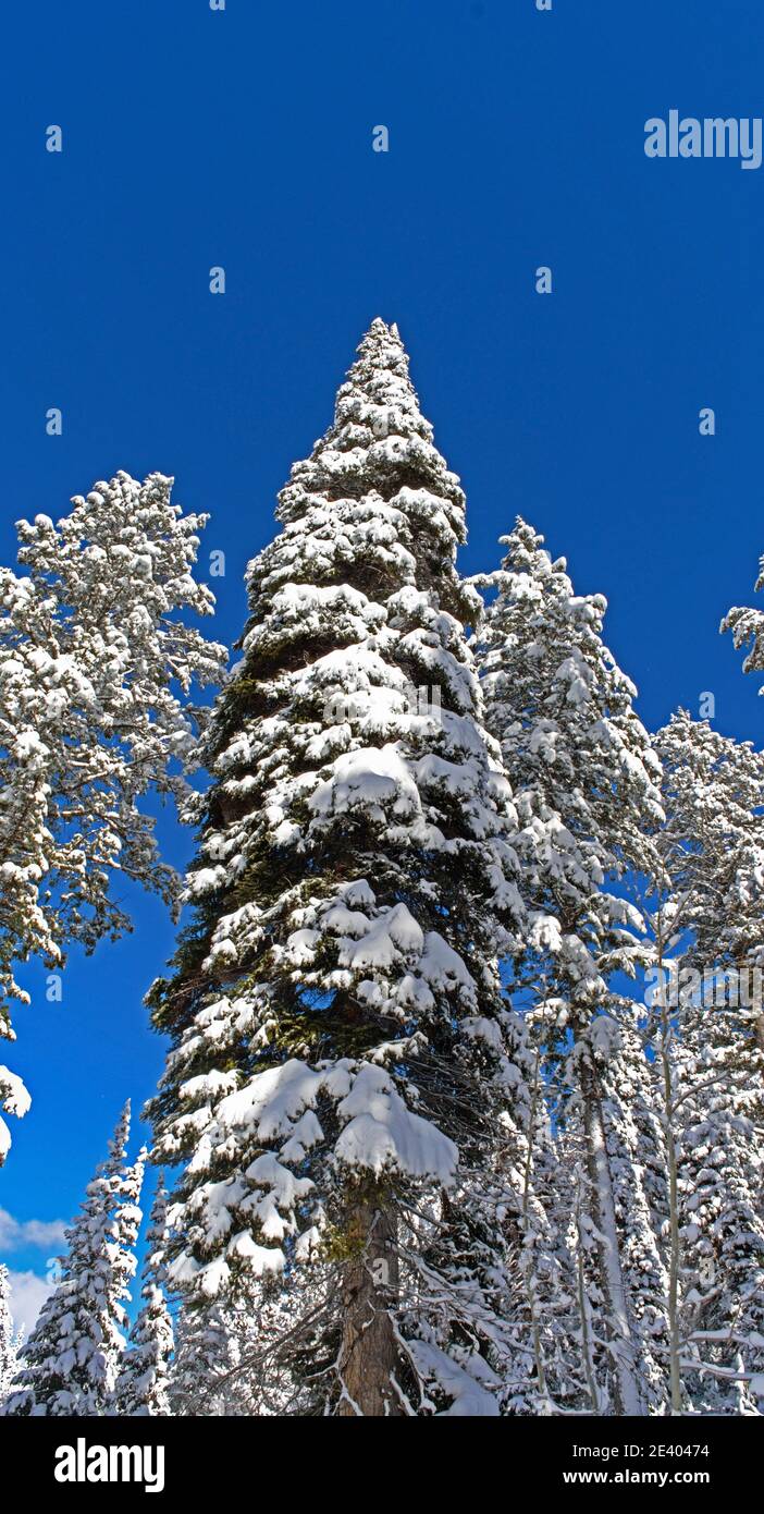 Vertical shot of high snow-covered trees in a daytime under the blue ...