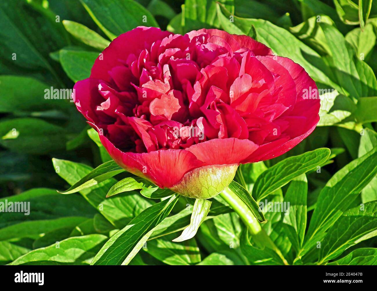 peony red colour beautiful photo Stock Photo - Alamy