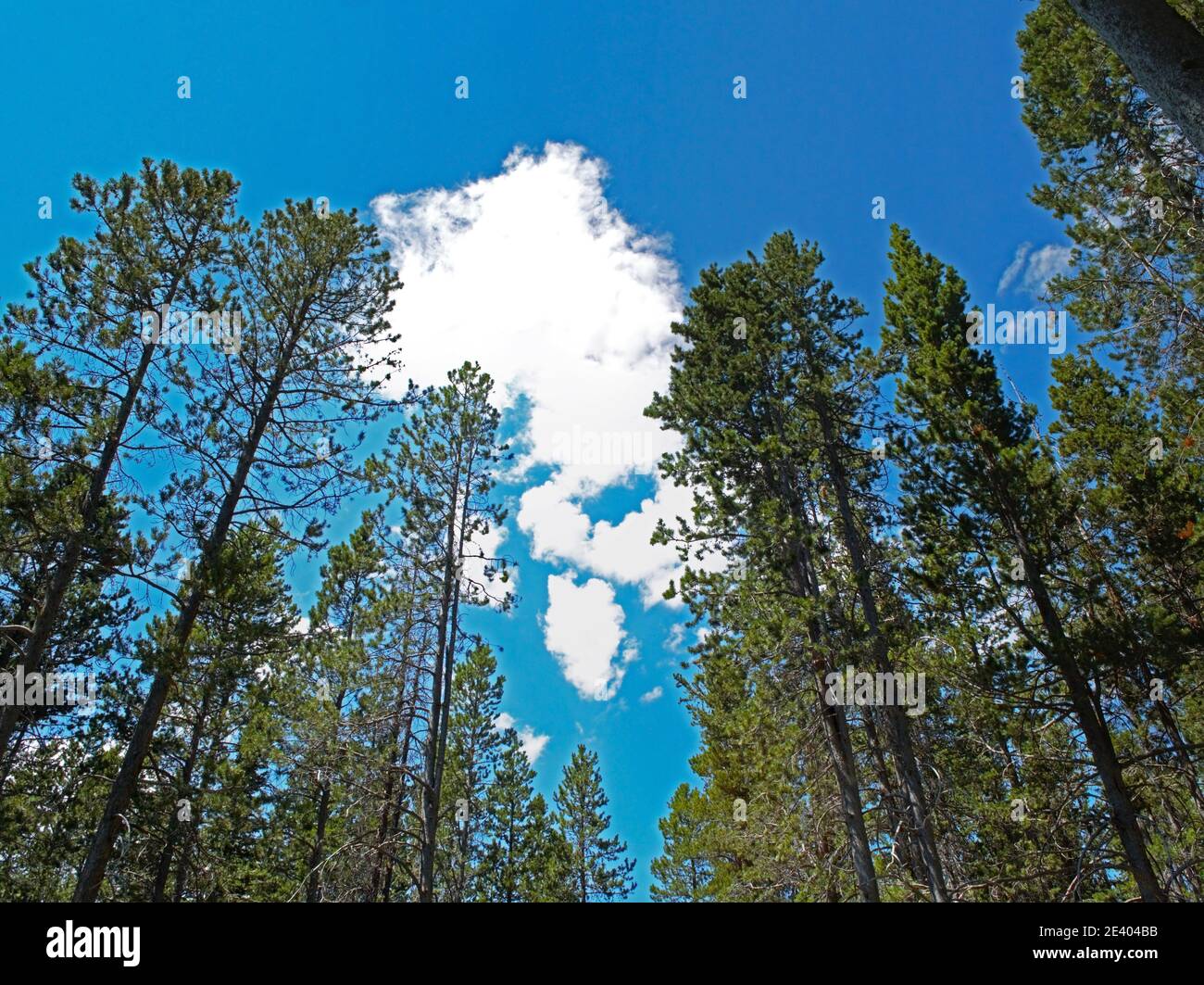 Low angle shot of high green trees in a daytime under the cloudy sky ...