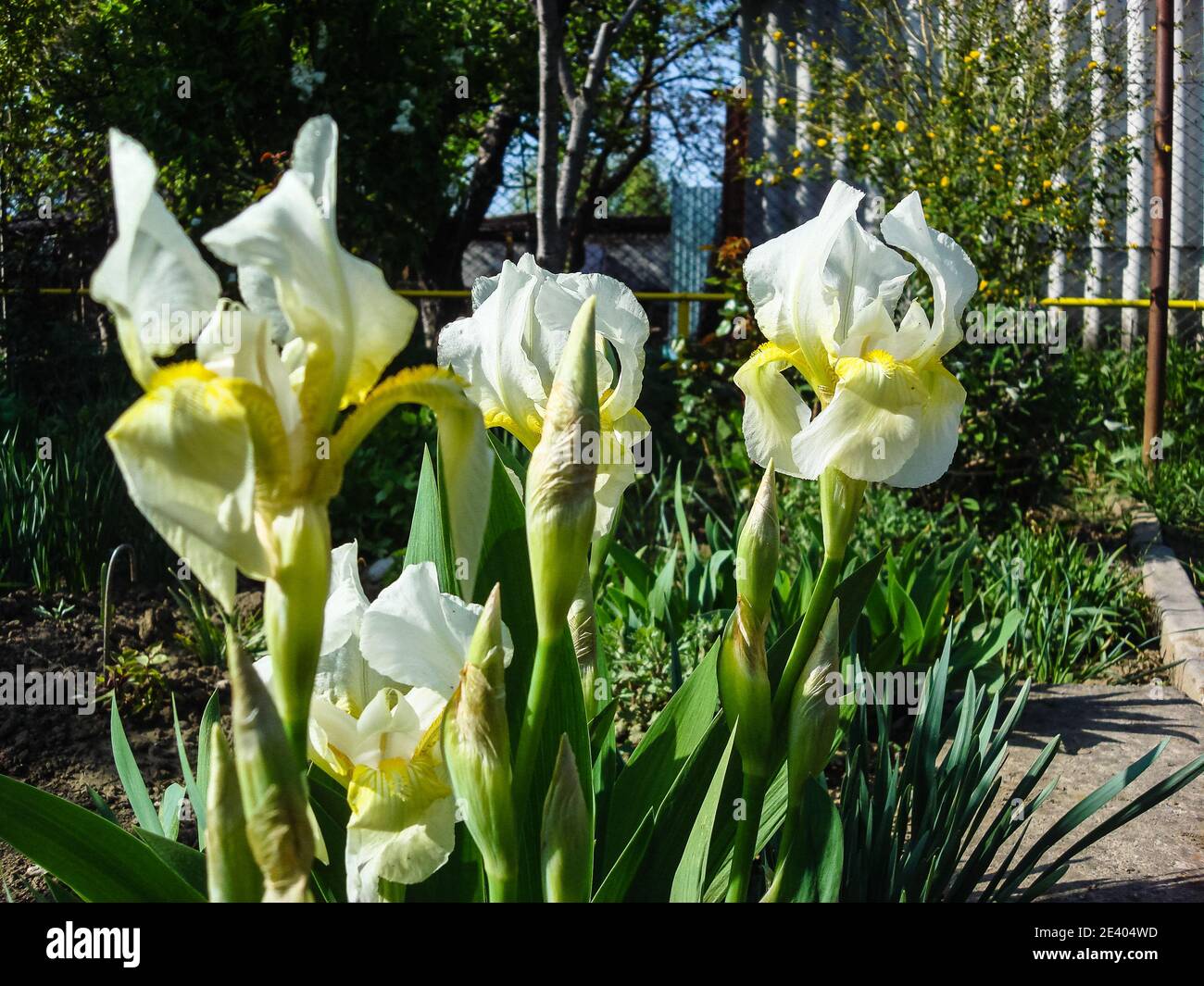 Colorful spring flowers blooming isolated in a garden Stock Photo - Alamy