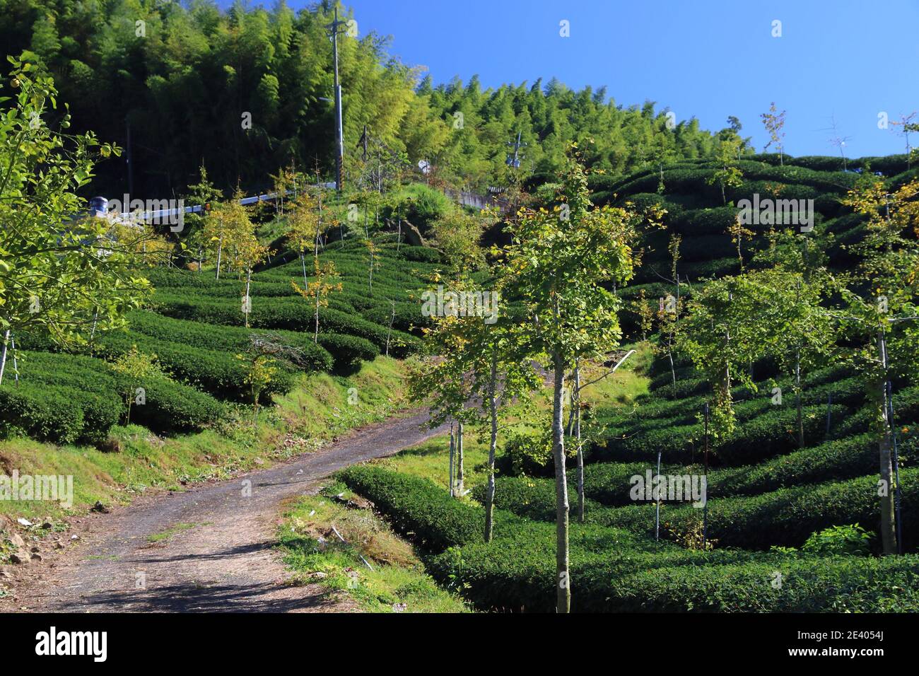Tea fields in Taiwan. Hillside tea plantations in Shizhuo, Alishan ...