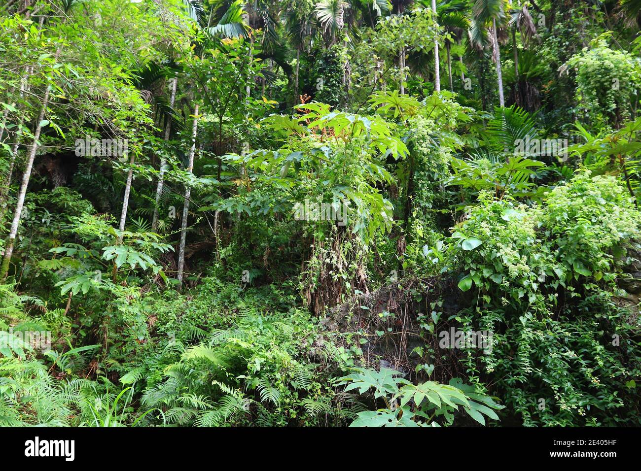 Taiwan jungle. Taroko National Park in Taiwan. Lush rainforest flora ...