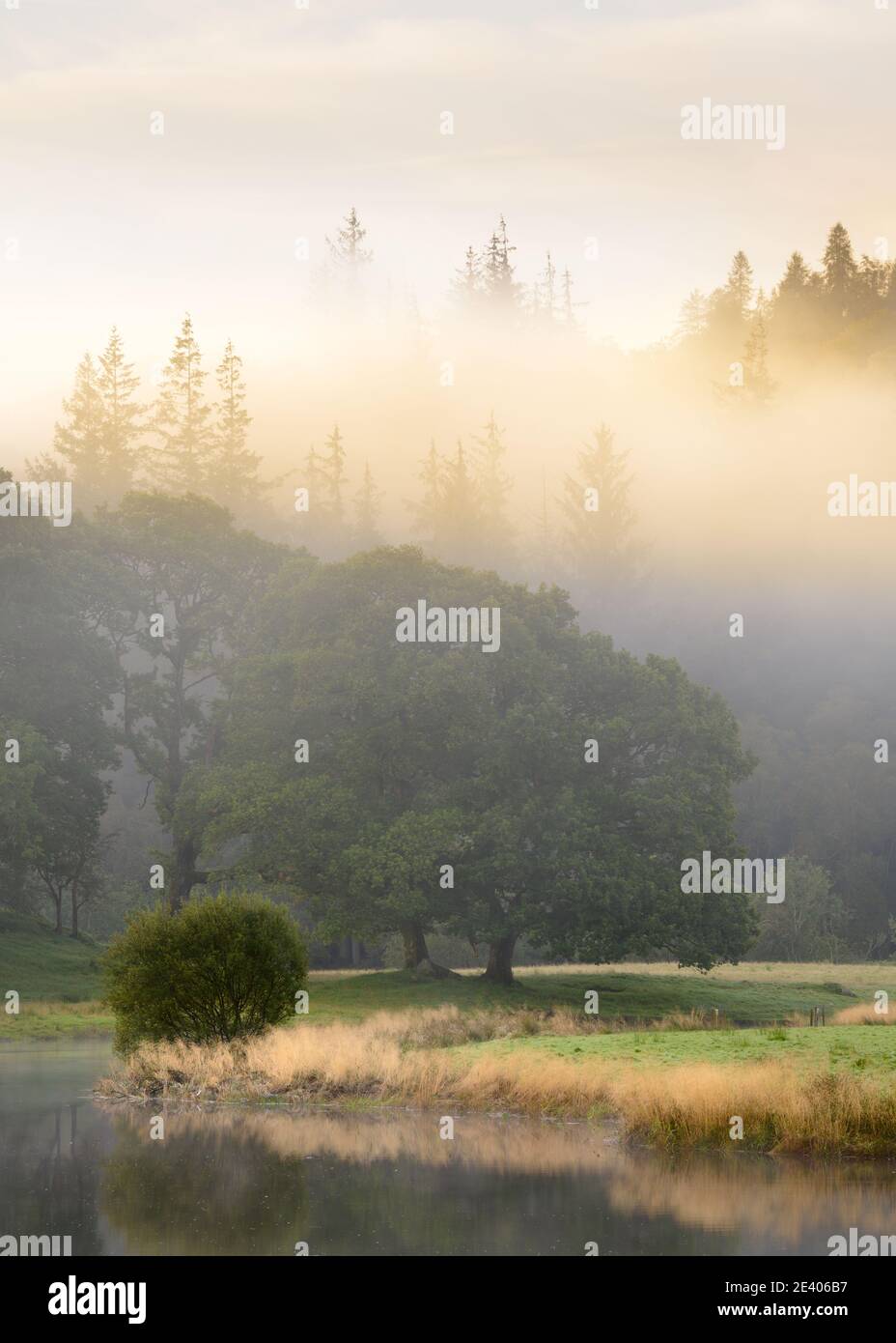 Oak tree uk september hi-res stock photography and images - Alamy