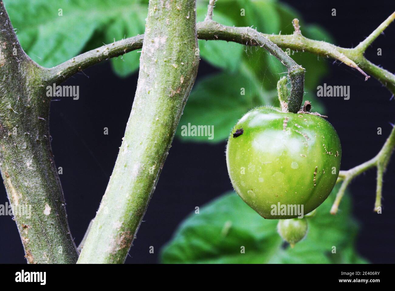 Strauchtomate hi-res stock photography and images - Alamy