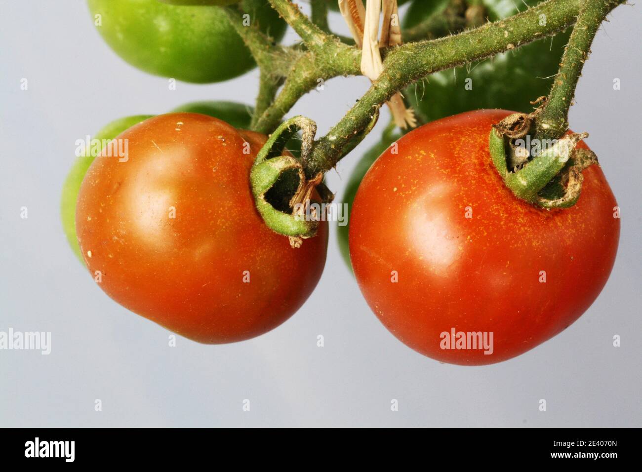 Strauchtomate hi-res stock photography and images - Alamy