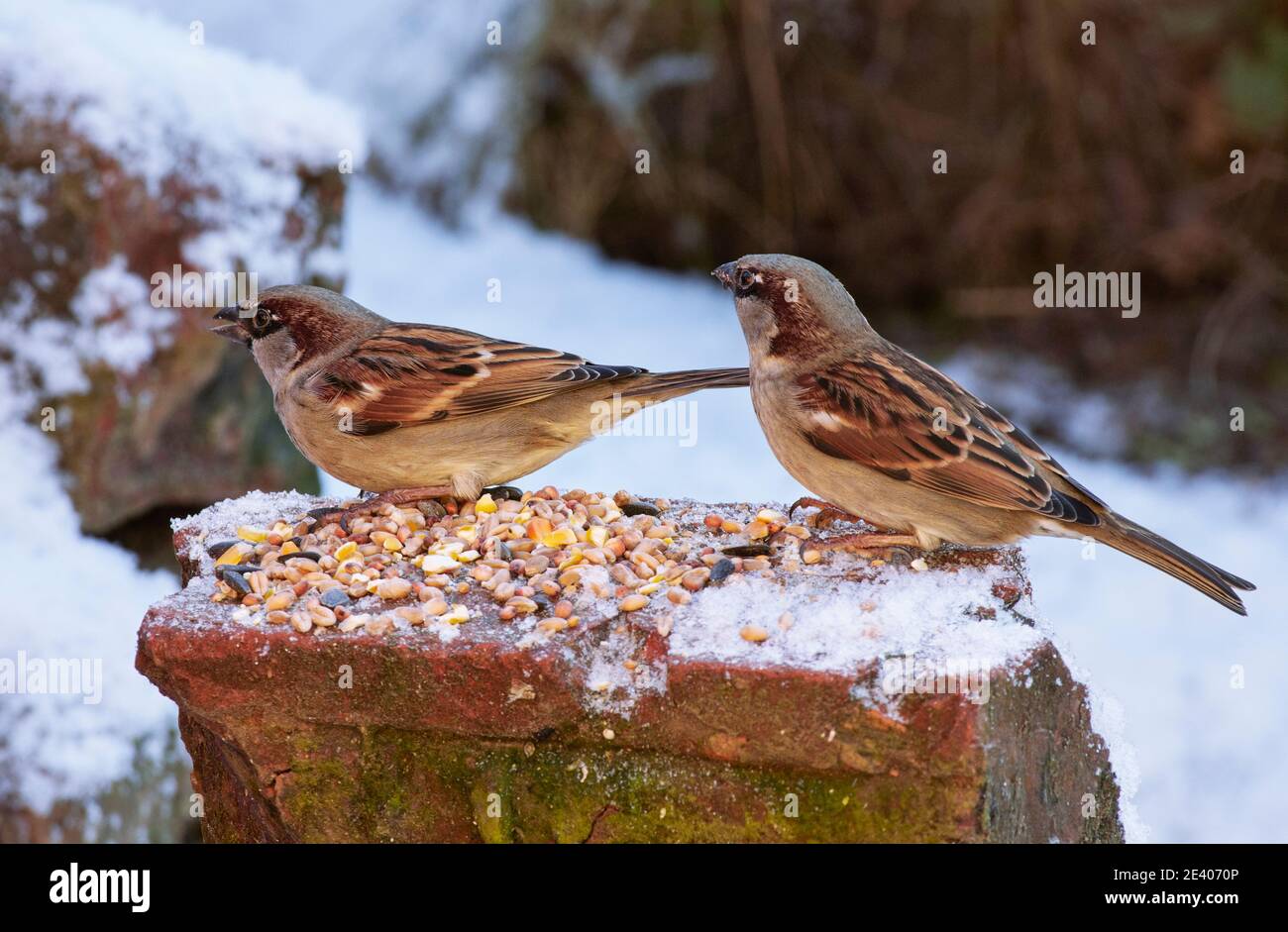 Garden birds rely on birdfeed during hard winters in the UK Stock Photo ...